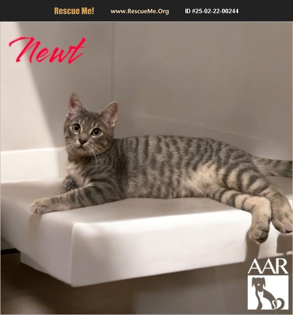 ADOPT 25022200244 ~ Egyptian Mau Rescue ~ Magnolia, TX