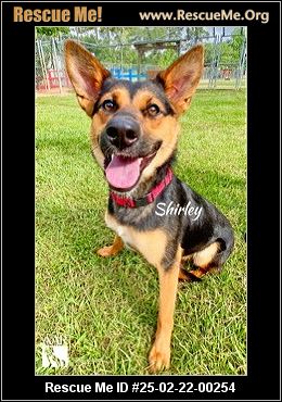 - Texas German Shepherd Rescue - ADOPTIONS - Rescue Me!