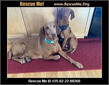 - Illinois Vizsla Rescue - ADOPTIONS - Rescue Me!