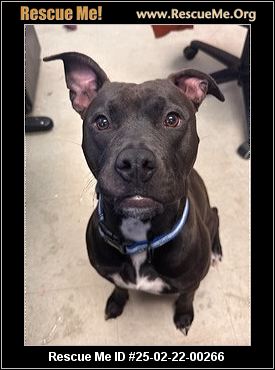 - Colorado Lab Rescue - ADOPTIONS - Rescue Me!