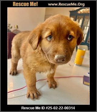 - New Jersey Dog Rescue - ADOPTIONS - Rescue Me!