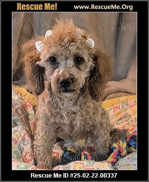 - Colorado Dog Rescue - ADOPTIONS - Rescue Me!