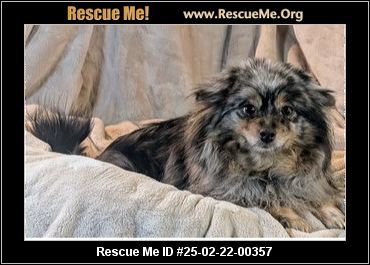 - Colorado Dog Rescue - ADOPTIONS - Rescue Me!