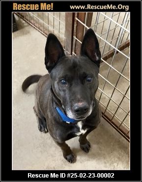 - Oklahoma Dog Rescue - ADOPTIONS - Rescue Me!