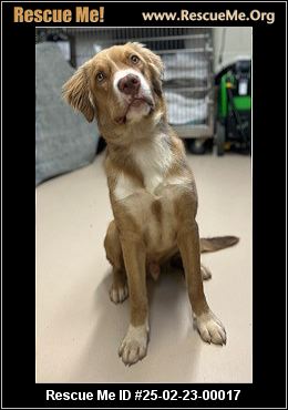 - Virginia Australian Shepherd Rescue - ADOPTIONS - Rescue Me!