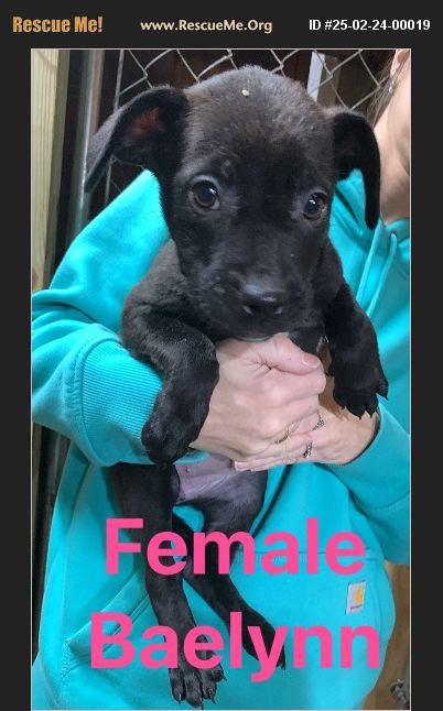 ADOPT 25022400019 ~ Pit Bull Rescue ~ Benton, PA