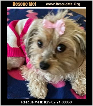- Texas Yorkie Rescue - ADOPTIONS - Rescue Me!
