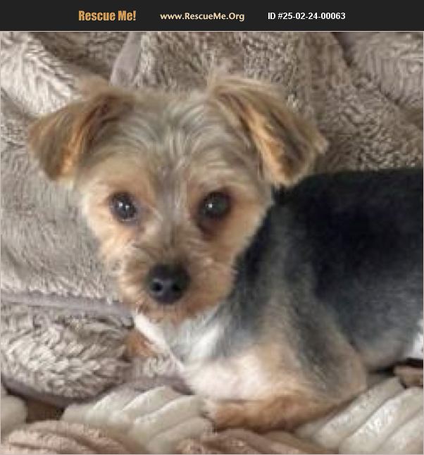 ADOPT 25022400063 ~ Yorkie Rescue ~ Williamson County, TX