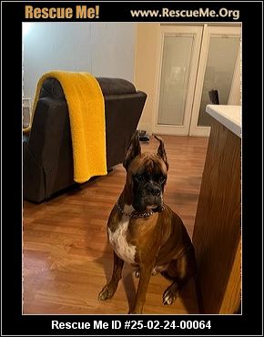 - Florida Boxer Rescue - ADOPTIONS - Rescue Me!
