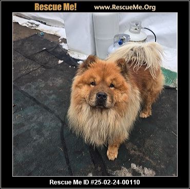 - Washington Chow Chow Rescue - ADOPTIONS - Rescue Me!