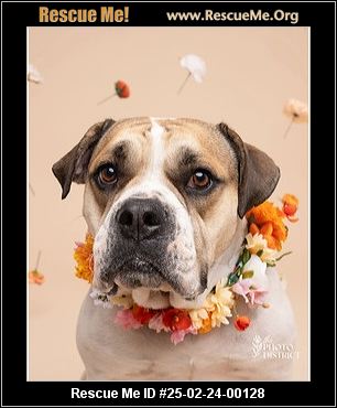 - New York Dog Rescue - ADOPTIONS - Rescue Me!