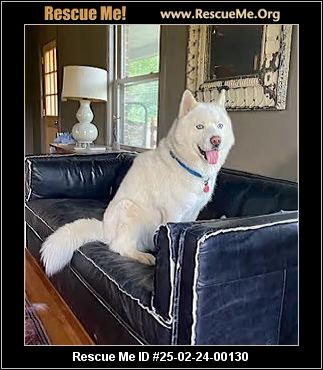 - Virginia Siberian Husky Rescue - ADOPTIONS - Rescue Me!