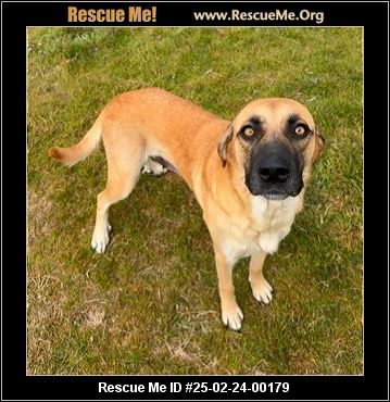 - Texas Dog Rescue - ADOPTIONS - Rescue Me!