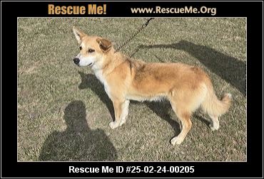 - Texas Corgi Rescue - ADOPTIONS - Rescue Me!