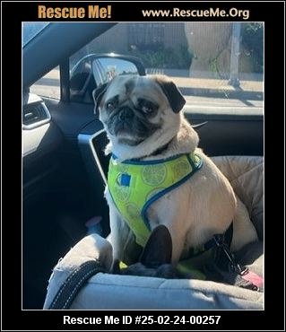 - California Pug Rescue - ADOPTIONS - Rescue Me!