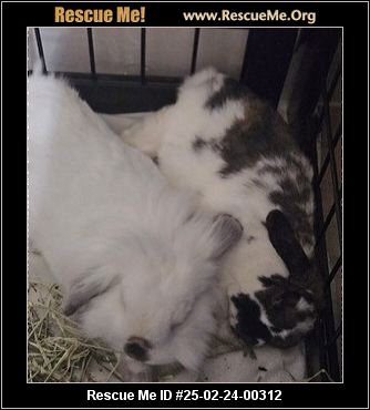 - Texas Rabbit Rescue - ADOPTIONS - Rescue Me!