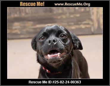 - California Pug Rescue - ADOPTIONS - Rescue Me!