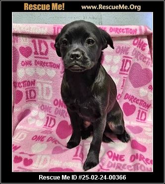 - California Pug Rescue - ADOPTIONS - Rescue Me!