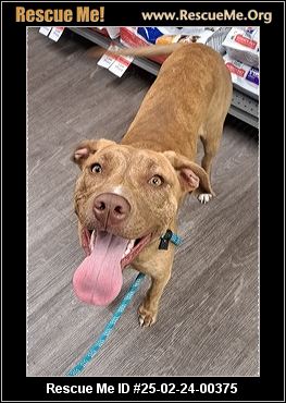 - Florida Pit Bull Rescue - ADOPTIONS - Rescue Me!