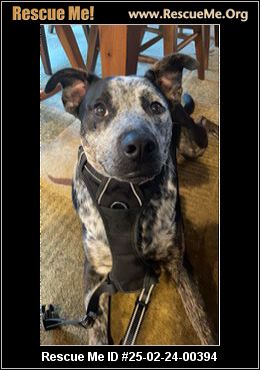 - Rhode Island Dog Rescue - ADOPTIONS - Rescue Me!