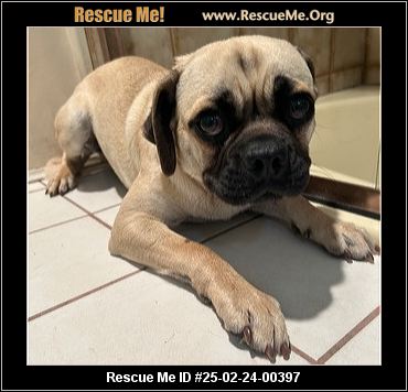 - California Pug Rescue - ADOPTIONS - Rescue Me!