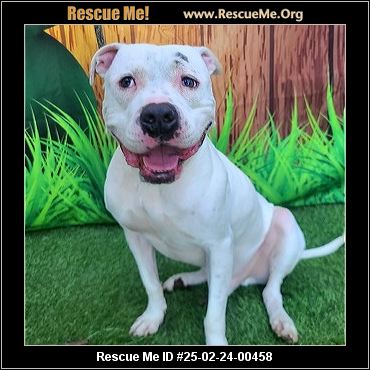 - California Pit Bull Rescue - ADOPTIONS - Rescue Me!
