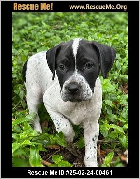 - Florida German Shorthaired Pointer Rescue - ADOPTIONS - Rescue Me!
