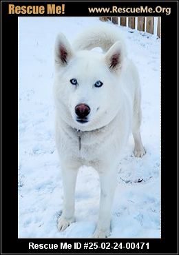 - Michigan Siberian Husky Rescue - ADOPTIONS - Rescue Me!