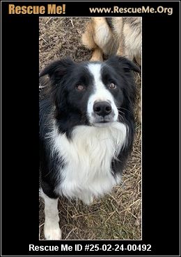 - Missouri Dog Rescue - ADOPTIONS - Rescue Me!