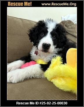 - New York Poodle Rescue - ADOPTIONS - Rescue Me!