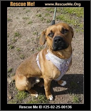 - Georgia Boxer Rescue - ADOPTIONS - Rescue Me!