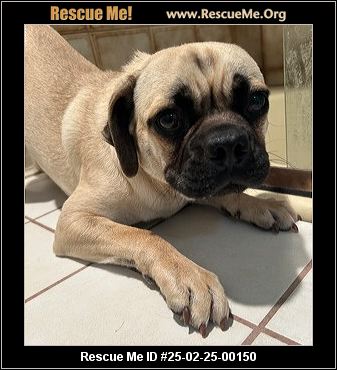 - California Pug Rescue - ADOPTIONS - Rescue Me!