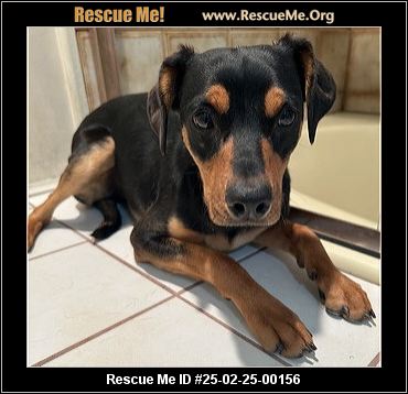 - California Miniature Pinscher Rescue - ADOPTIONS - Rescue Me!