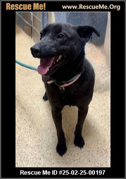 - Texas Dog Rescue - ADOPTIONS - Rescue Me!