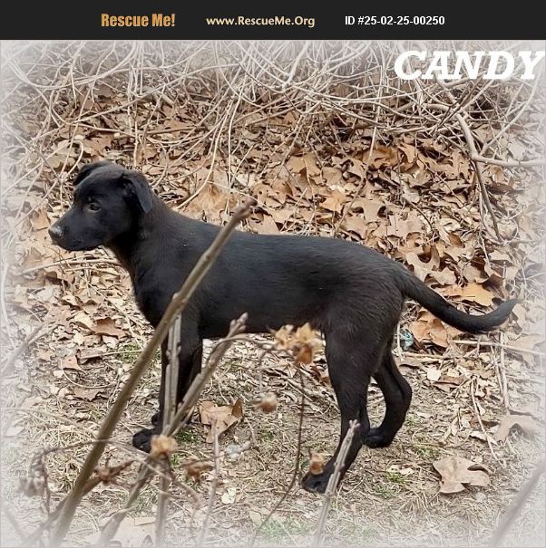 ADOPT 25022500250 ~ Lab Rescue ~ Melbourne, AR