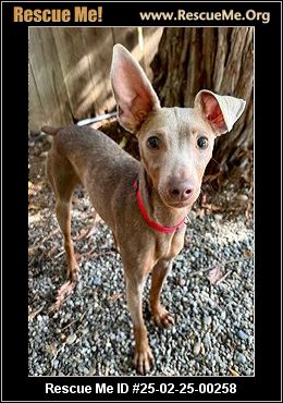 - California Miniature Pinscher Rescue - ADOPTIONS - Rescue Me!
