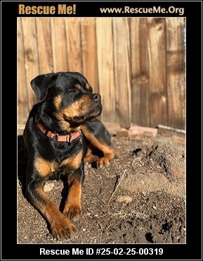 - Oregon Rottweiler Rescue - ADOPTIONS - Rescue Me!