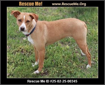 - Tennessee Dog Rescue - ADOPTIONS - Rescue Me!