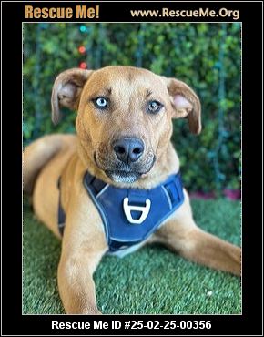 - California Rhodesian Ridgeback Rescue - ADOPTIONS - Rescue Me!