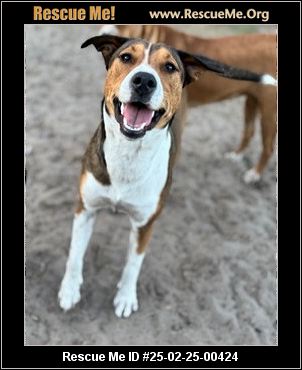 - South Georgia Equine Rescue - Waynesville, GA - AVAILABLE PETS