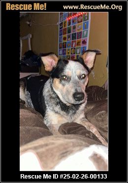 - Ohio Dog Rescue - ADOPTIONS - Rescue Me!