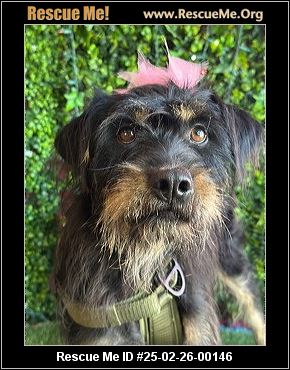 - California Border Terrier Rescue - ADOPTIONS - Rescue Me!