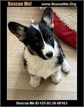 - Colorado Corgi Rescue - ADOPTIONS - Rescue Me!