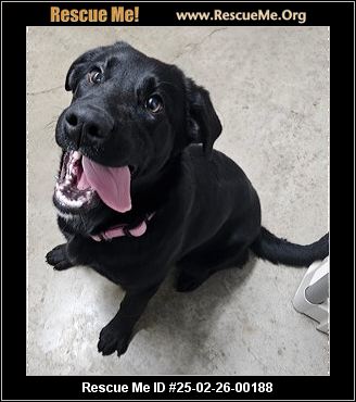 - Texas Dog Rescue - ADOPTIONS - Rescue Me!