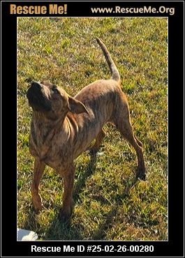 - Mississippi Dog Rescue - ADOPTIONS - Rescue Me!