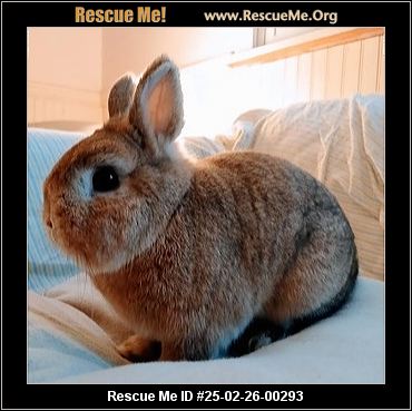 - North Carolina Rabbit Rescue - ADOPTIONS - Rescue Me!
