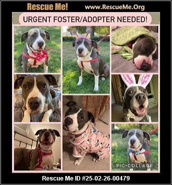 - California Pit Bull Rescue - ADOPTIONS - Rescue Me!