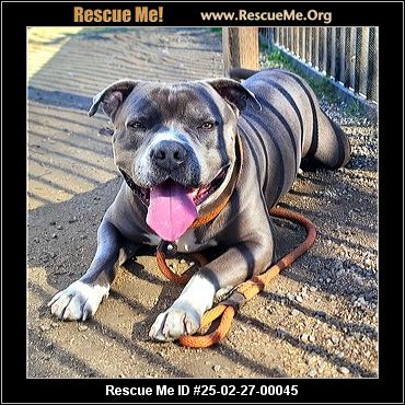 - California Pit Bull Rescue - ADOPTIONS - Rescue Me!