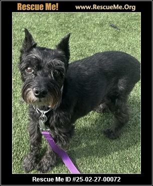 - Arizona Schnauzer Rescue - ADOPTIONS - Rescue Me!