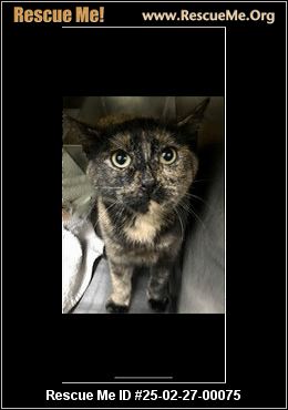 - Michigan Cat Rescue - ADOPTIONS - Rescue Me!